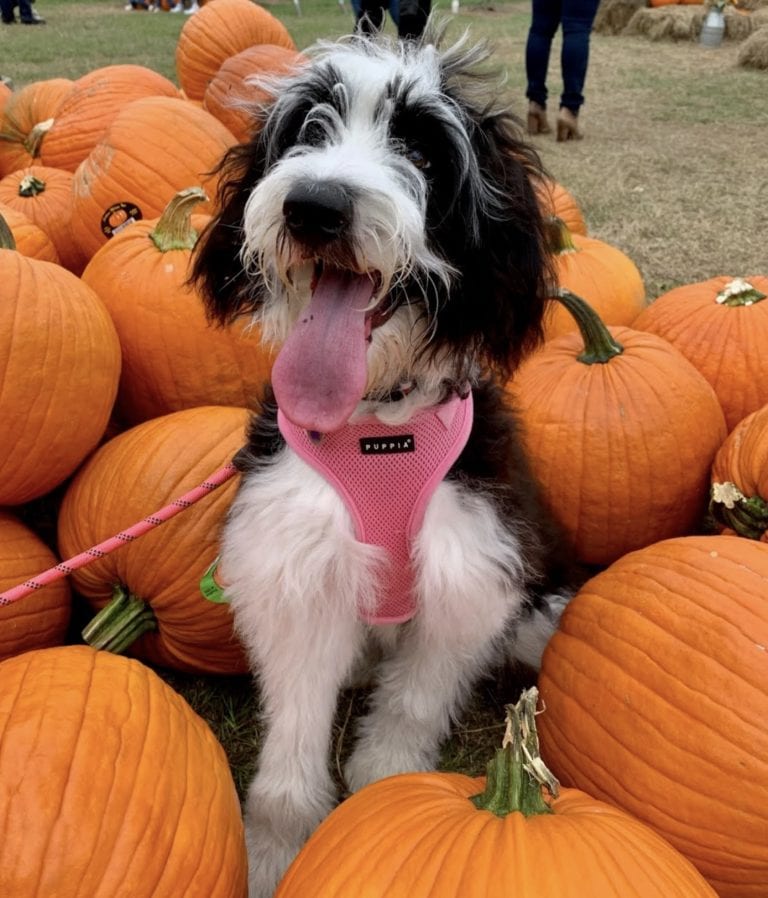 Which Doodle breed is best for you? Let's talk about Bordoodles.