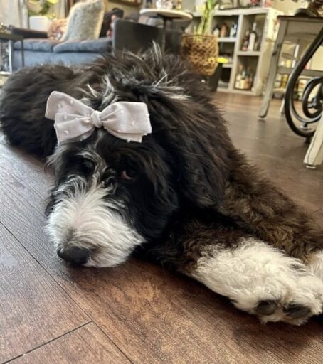 Lost Creek Doodles - Specialty Doodles