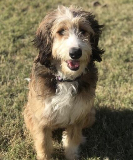 Lost Creek Doodles - Specialty Doodles