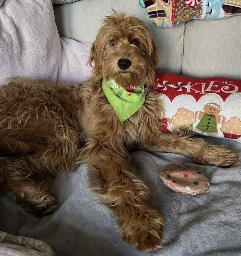 Understanding Doodle Generations; F1, F1b, F2 & Multigen! - Lost Creek ...