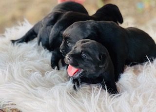 AKC English Labrador Retrievers - Lost Creek Kennels