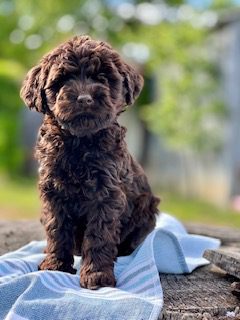 Slightly Older & DISCOUNTED Puppies! - Lost Creek Kennels