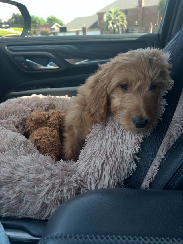 Goldendoodle Puppies Available in Texas - Lost Creek Kennels